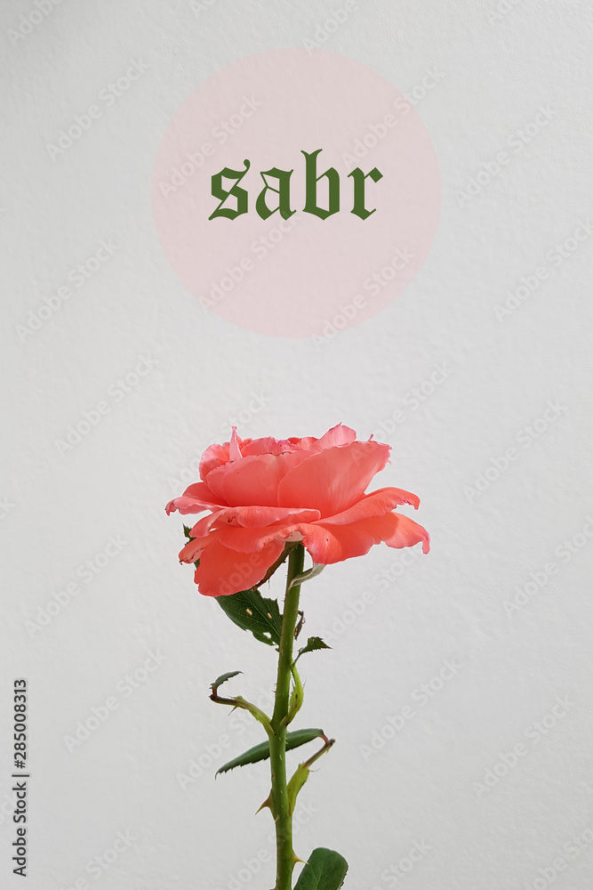 rose on white background postcard sabr islam Stock Photo | Adobe Stock