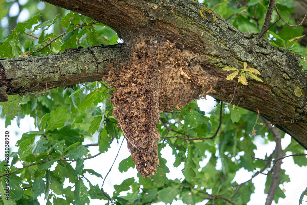 Eichen-Prozessionsspinner - altes Gespinnst mit Raupen Stock Photo ...