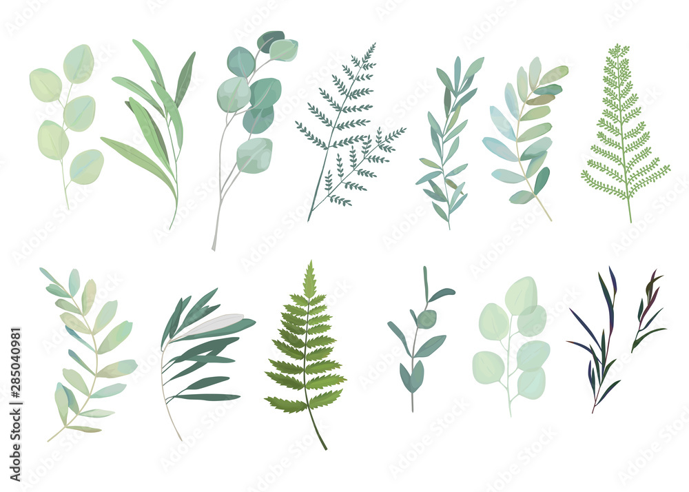 Floral greenery set with eucalyptus, fern and olive branch. Vector ...