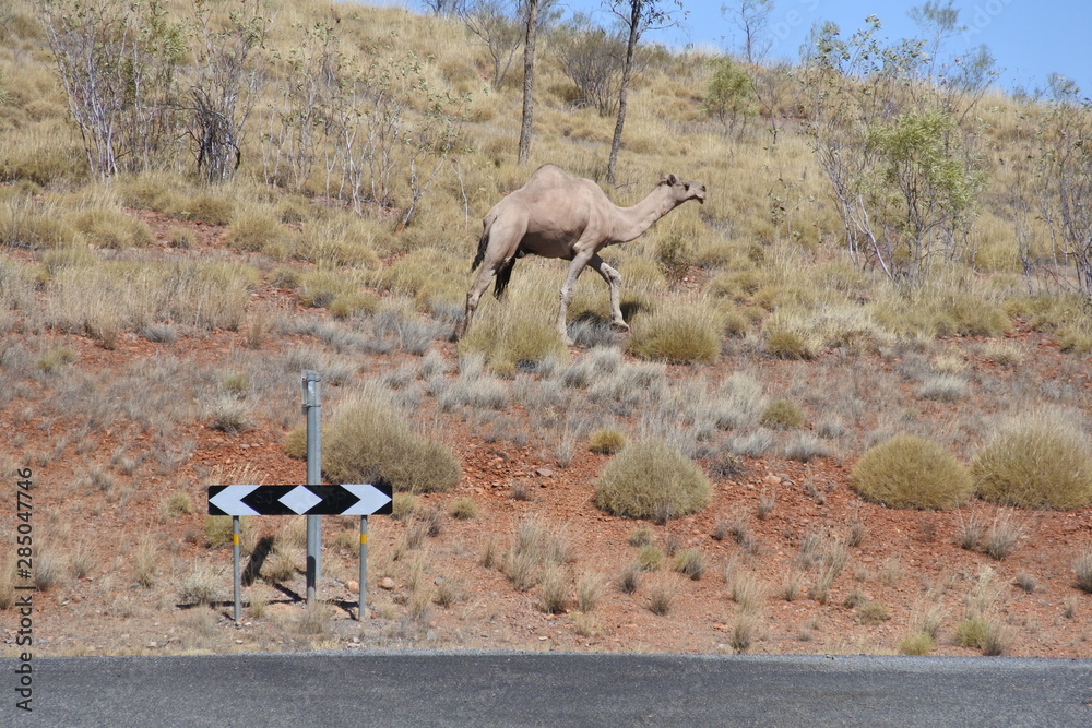 Dromedar an der Straße zum Lookout am Tyler Pass in Australien Stock ...