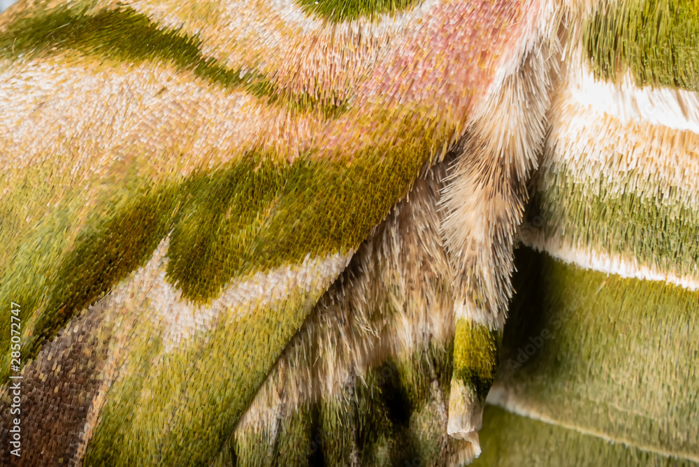 Closeup The Oleander Hawk Moth(Daphnis Nerii Moth)wing, butterfly wing ...
