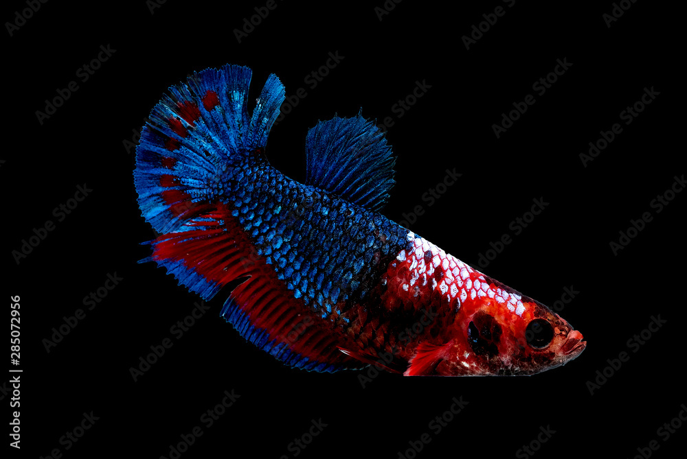 Colorful with main color of blue and red female betta fish, Siamese ...