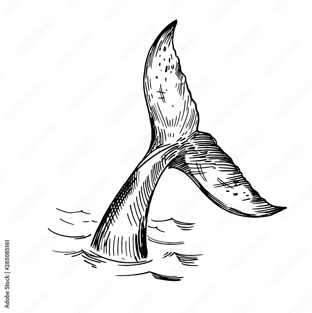 Sketch of whale tale. Hand drawn outline converted to vector ...