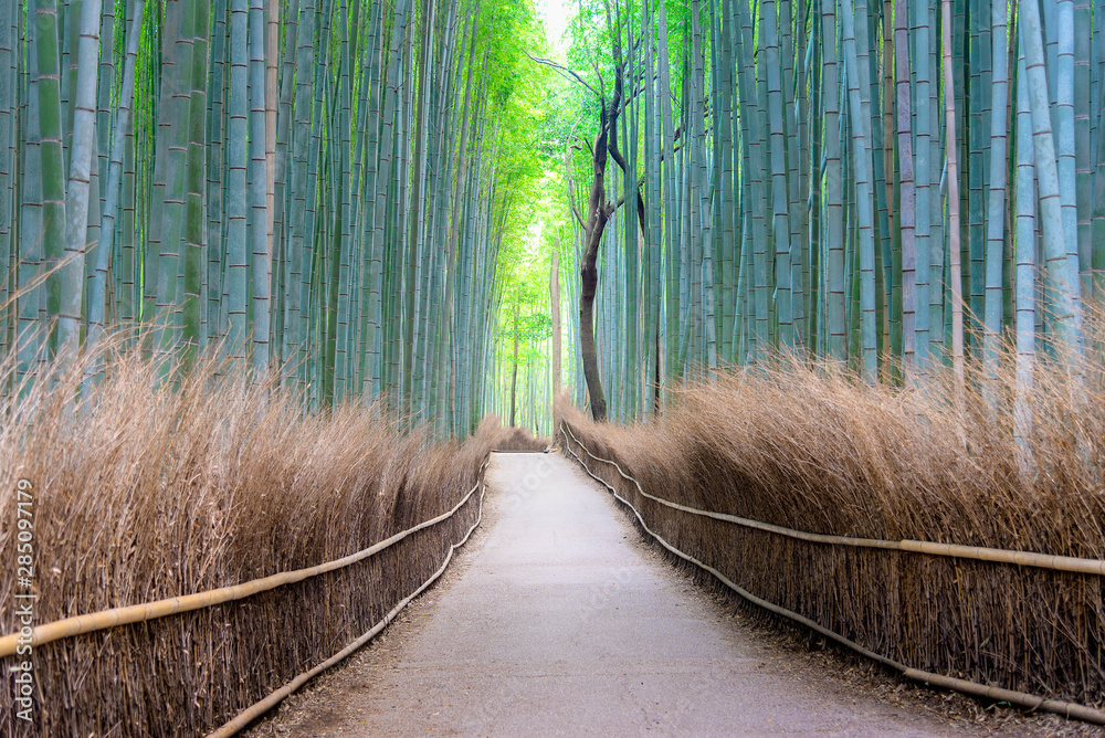 Bamboo Forest Path