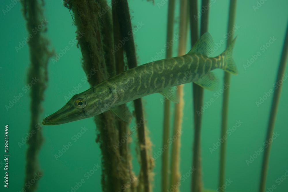 Adventurous picture of wild pike in nature habitat. Huge water volume ...