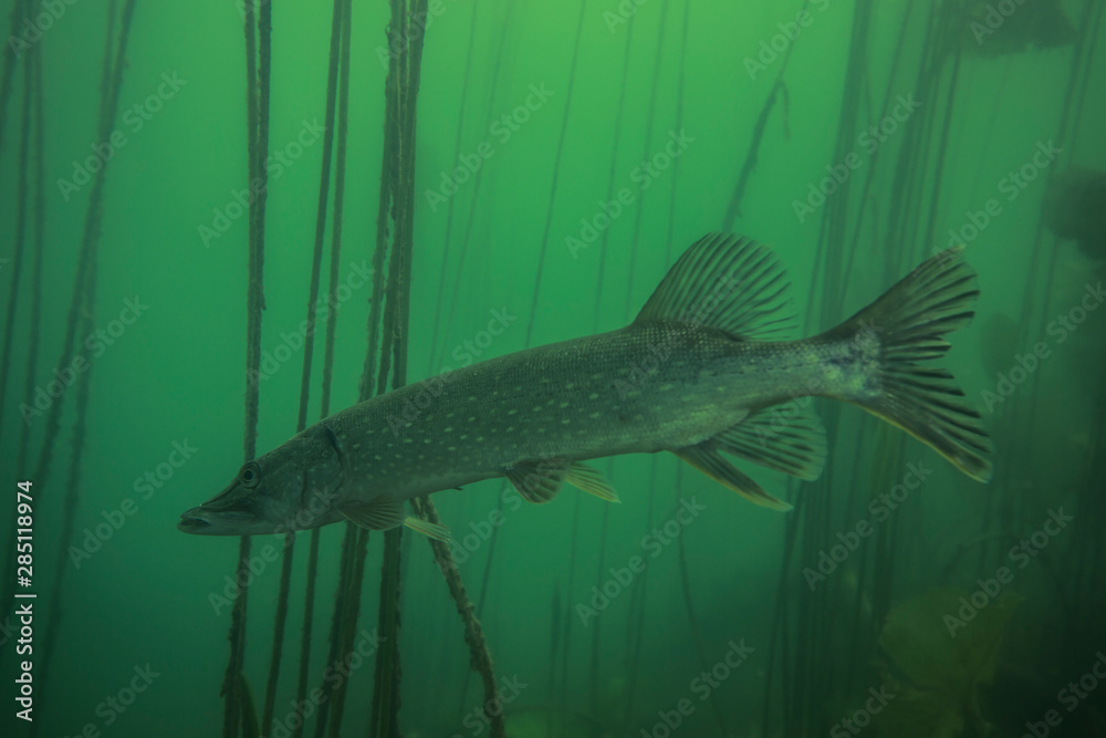 Adventurous picture of wild pike in nature habitat. Huge water volume ...