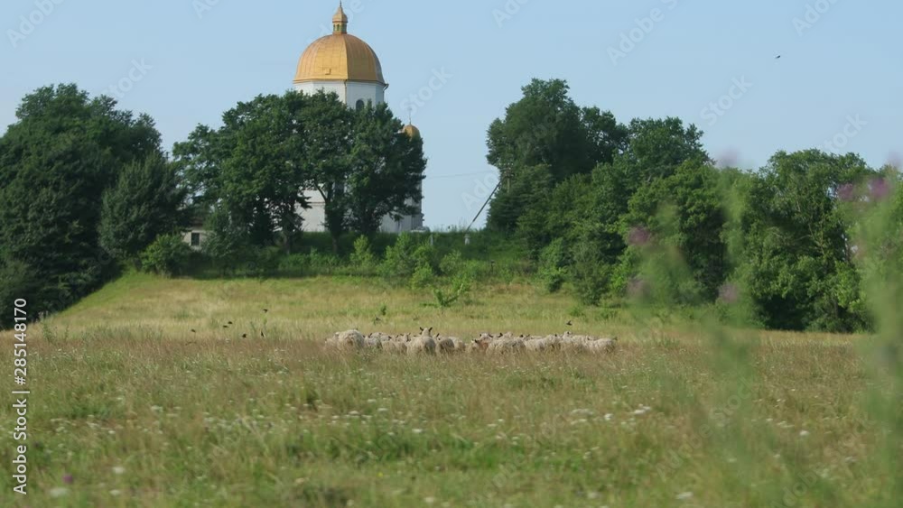 many white and gray sheep grazing on the field, a herd of ewe running ...