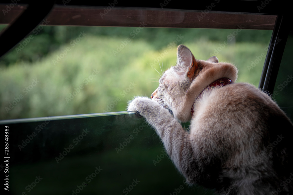 Cat Looking Out Car Window