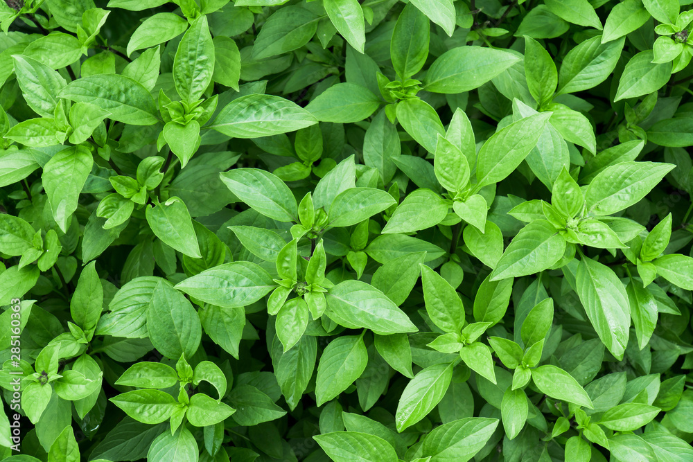 Ocimum Basilicum Leaves