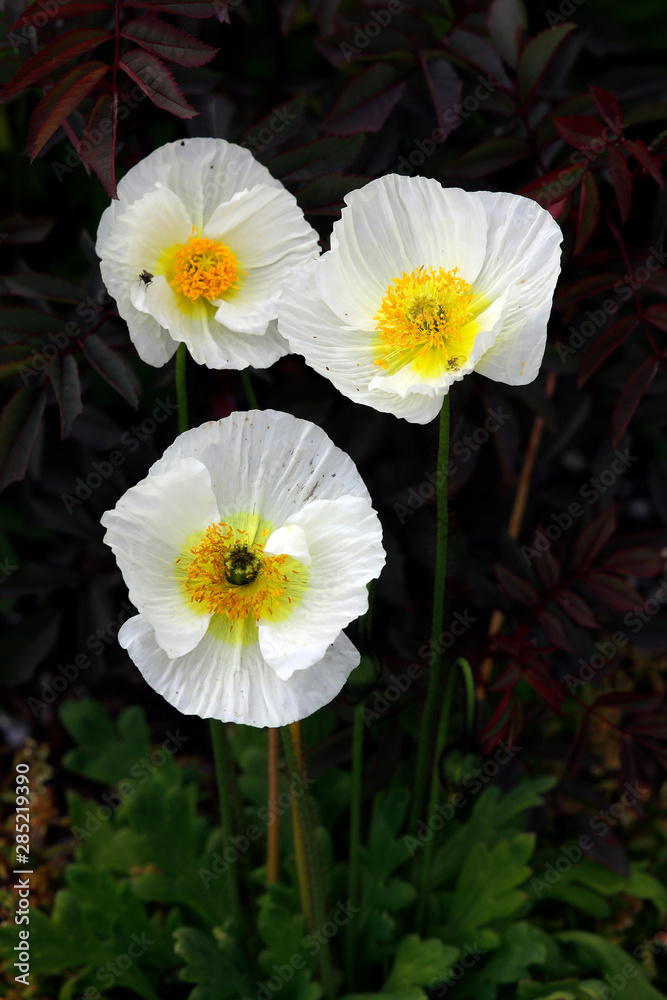 Weißer Mohn oder Alpenmohn, Blüten, Alpenpflanze Stock Photo | Adobe Stock