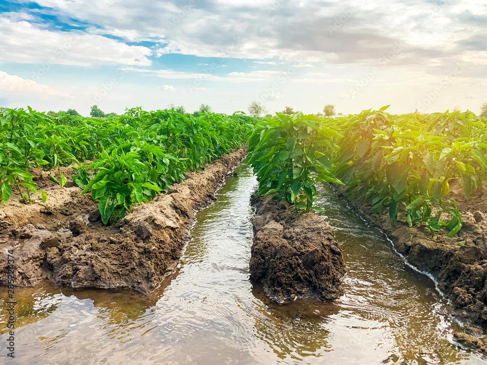 Irrigation of pepper plantations in the field. Traditional natural ...