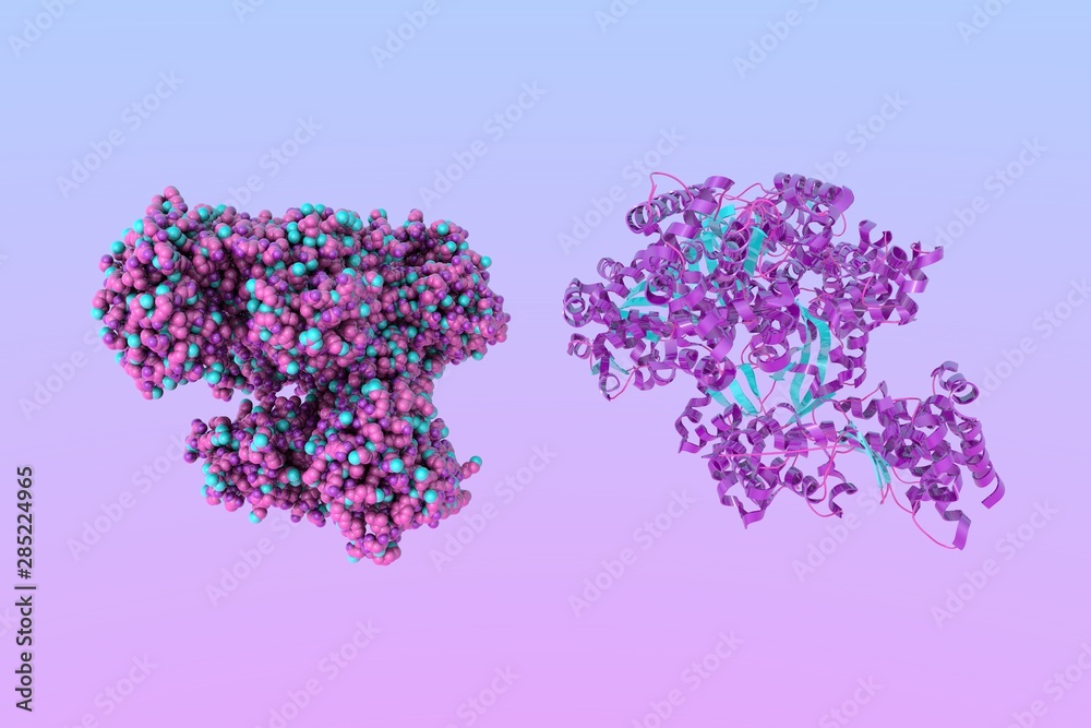 Anthrax toxin lethal factor. Molecular and crystal structure of anthrax ...