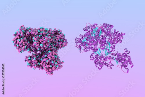 Anthrax toxin lethal factor. Molecular and crystal structure of anthrax ...