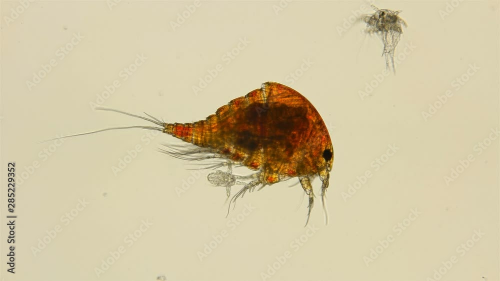 zooplankton of the Black Sea under a microscope. Copepoda family of ...