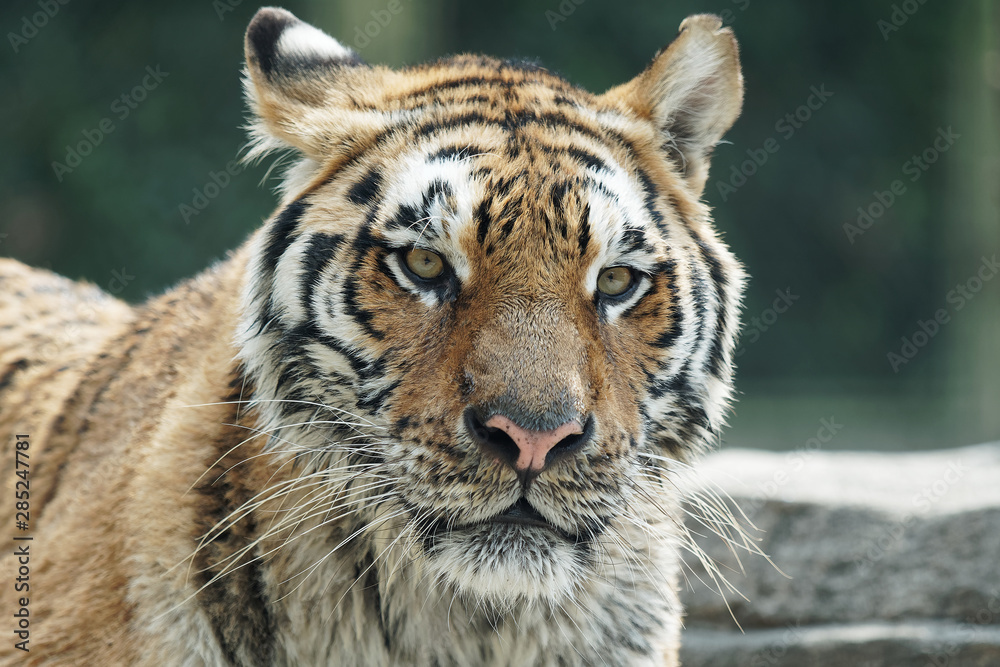 Bengal Tigers Face