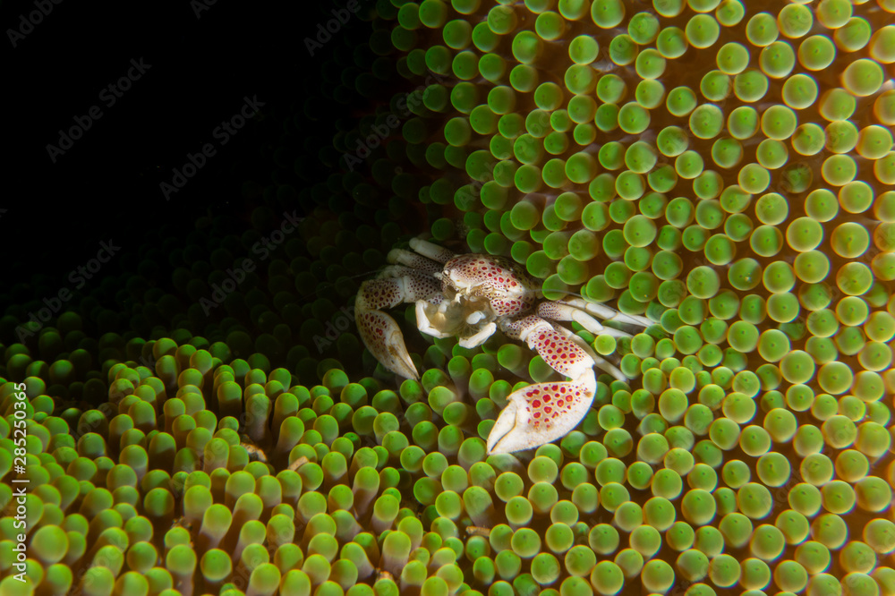 Tiny porcelain crab (Neopetrolisthes maculatus) in a anemone soft coral ...