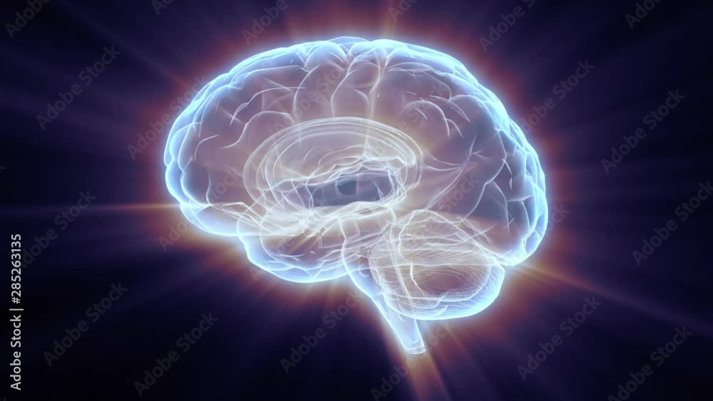Rotating and Shining Hologram of Human Brain | Human Brain Model ...