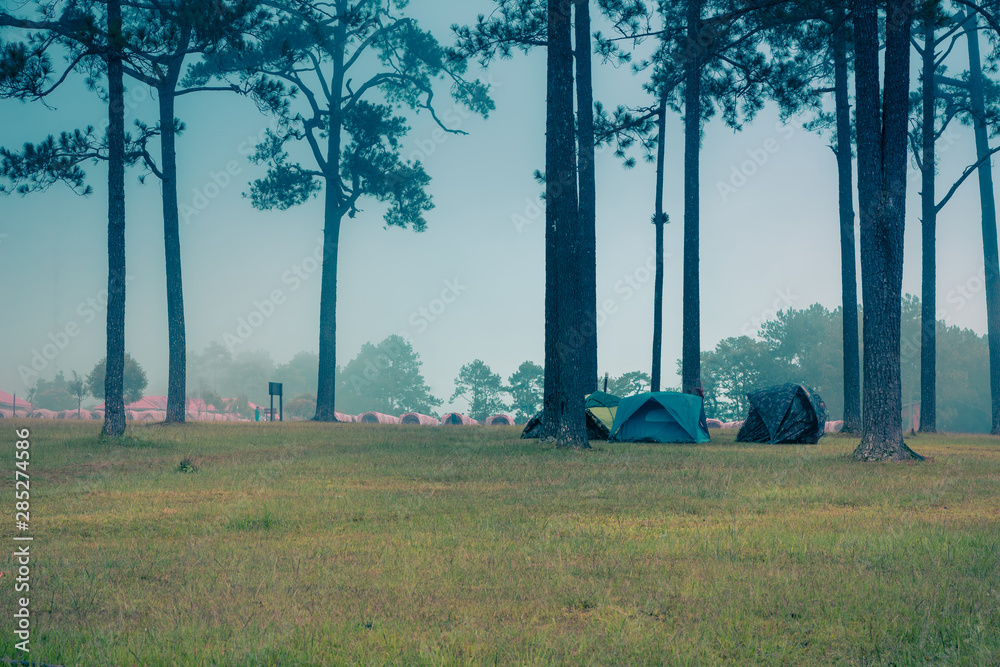 Adventure camping under pine trees with green grass field, Outdoor ...