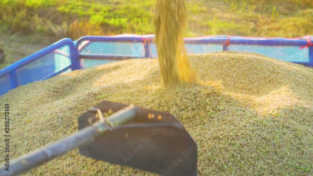 Slow motion close-up. Combine harvesting rice and unloading grains into ...