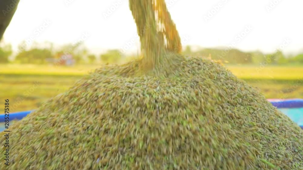 Slow motion close-up. Combine harvesting rice and unloading grains into ...