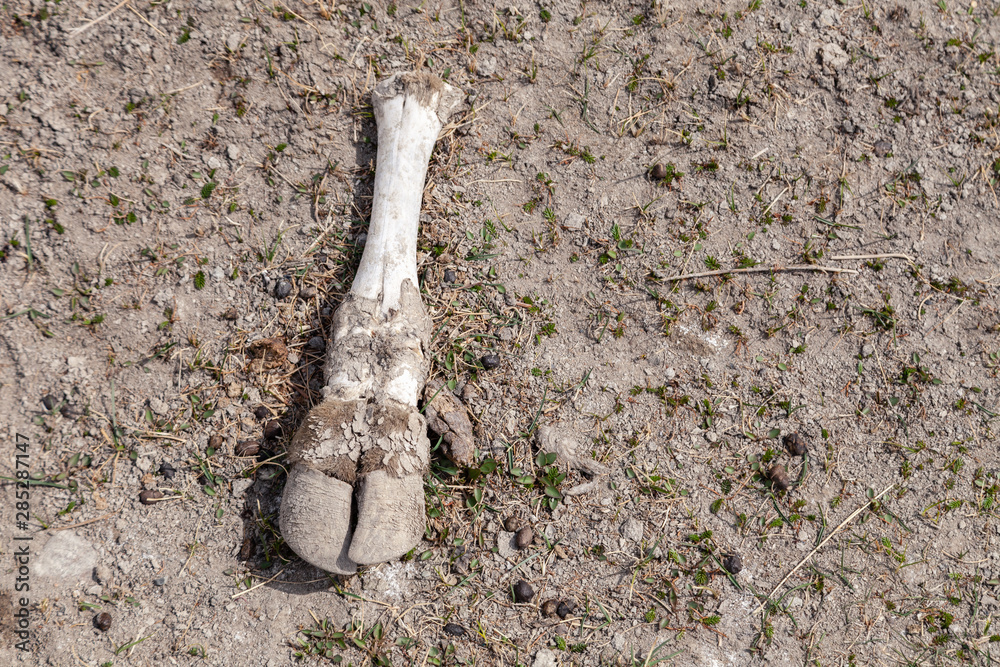 Closeup skeleton leg with hoof dead artiodactyls cattle, cow or horse ...