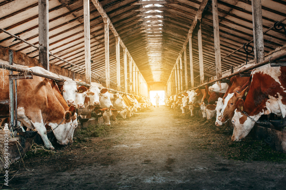 Long row of cows sticking their heads out bars of stable to feed Stock ...