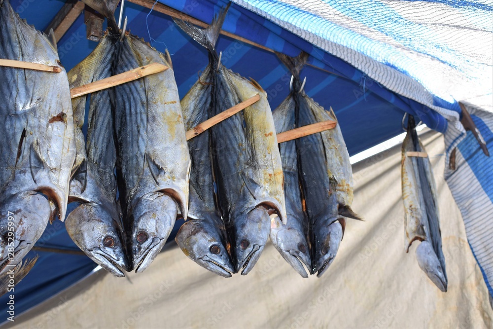 Loins of "Bonito" (Sarda sarda) salted in the process of drying ...