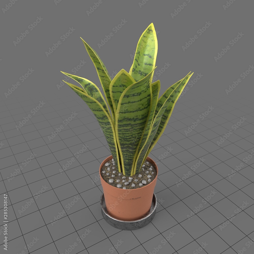 Snake plant growing in planter Stock 3D asset | Adobe Stock