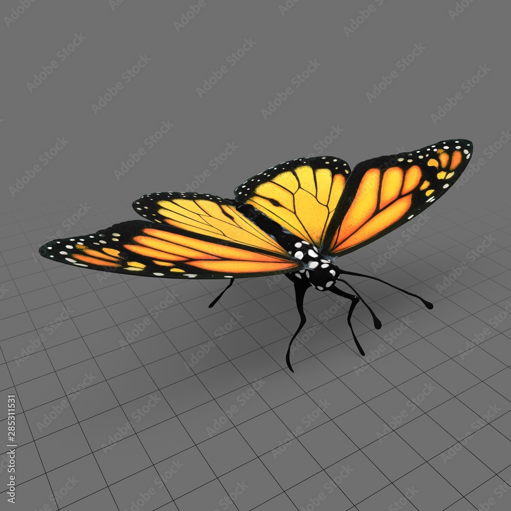 Butterfly Stock 3D asset | Adobe Stock
