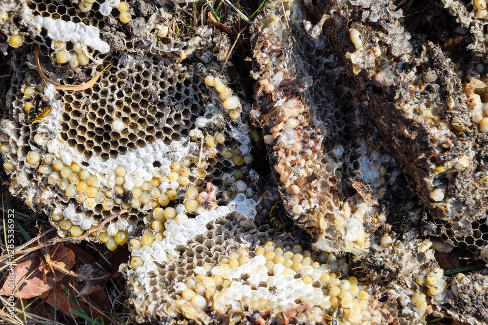 Destroyed hornet's nest. Drawn on the surface of a honeycomb hornet's ...