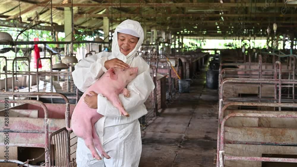 Asian veterinarian working and checking the big pig healthy in hog ...