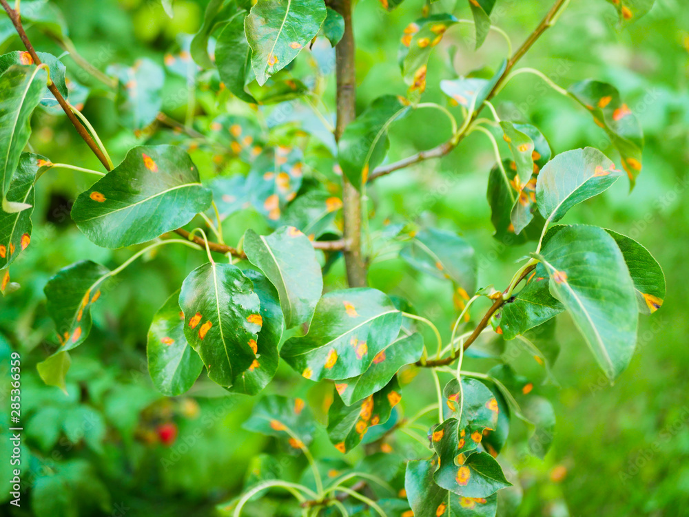 diseased pear leaves. Disease of leaves and vines of pears close-up of ...