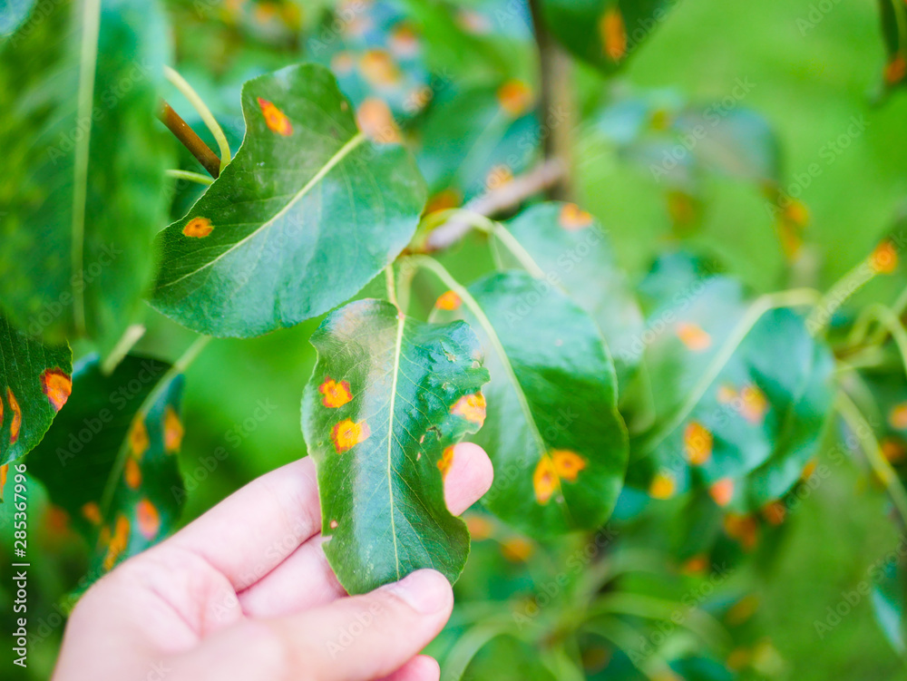 diseased pear leaves. Disease of leaves and vines of pears close-up of ...