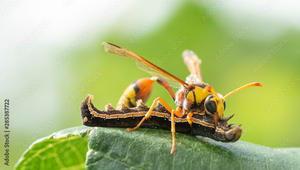 hunter hornet killing worm for food in nature Stock Photo | Adobe Stock