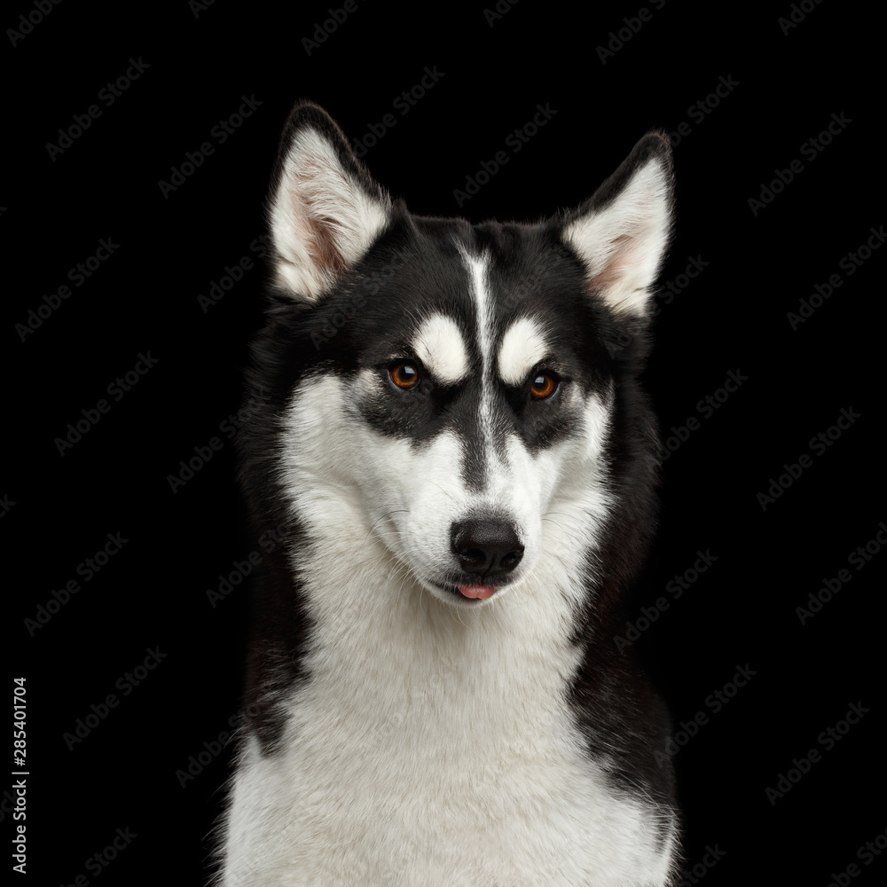 Siberian Husky Angry Face