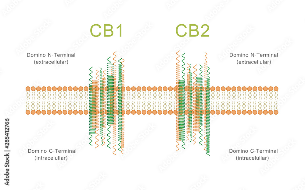 A Cannabinoid Receptors Cb1