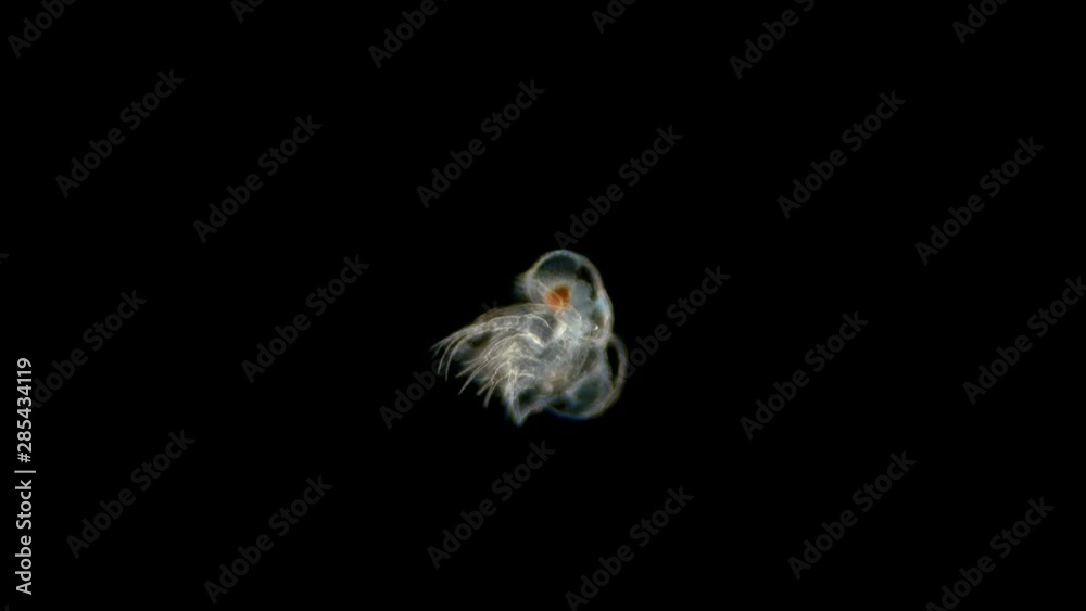 Black Sea plankton and zooplankton under a microscope, small Cladocera ...