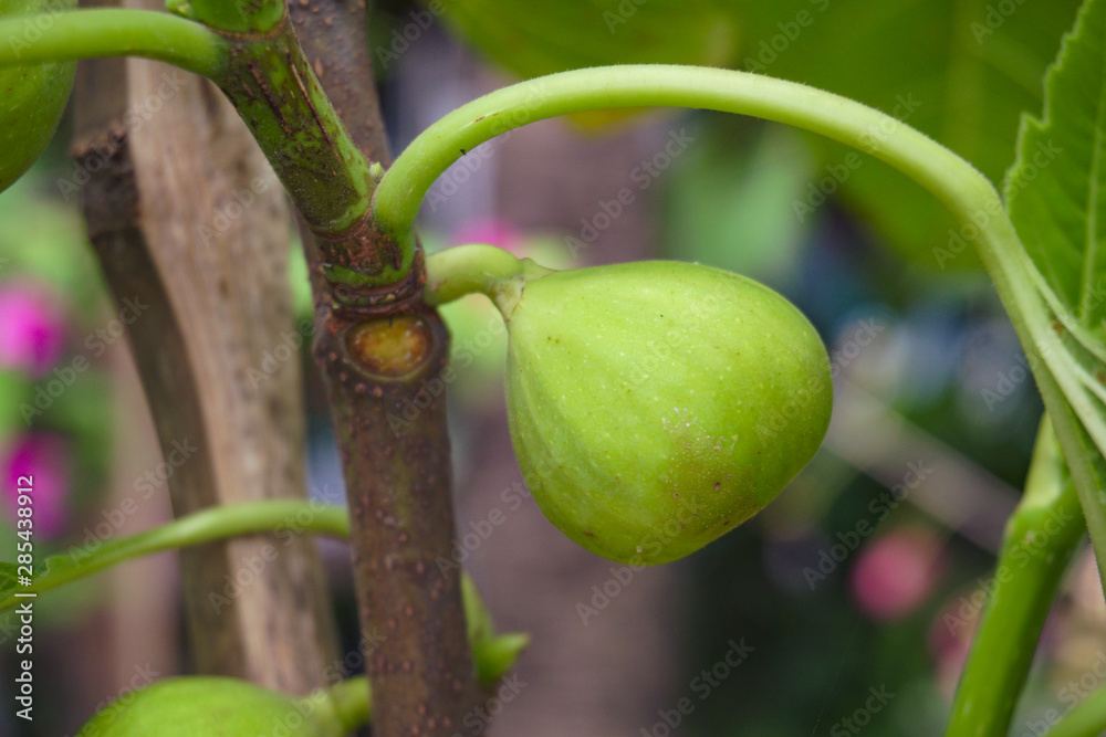 Dumur Tree, Dumur Fruit , Ficus racemosa (Ficus glomerata Roxb.) is a ...
