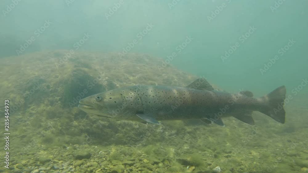 Vidéo Stock Freshwater fish Common huchen (Hucho hucho) in the ...