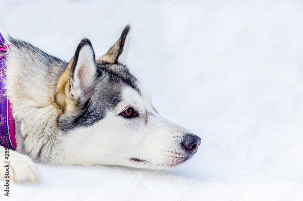How Cold Is It Safe For Siberian Husky