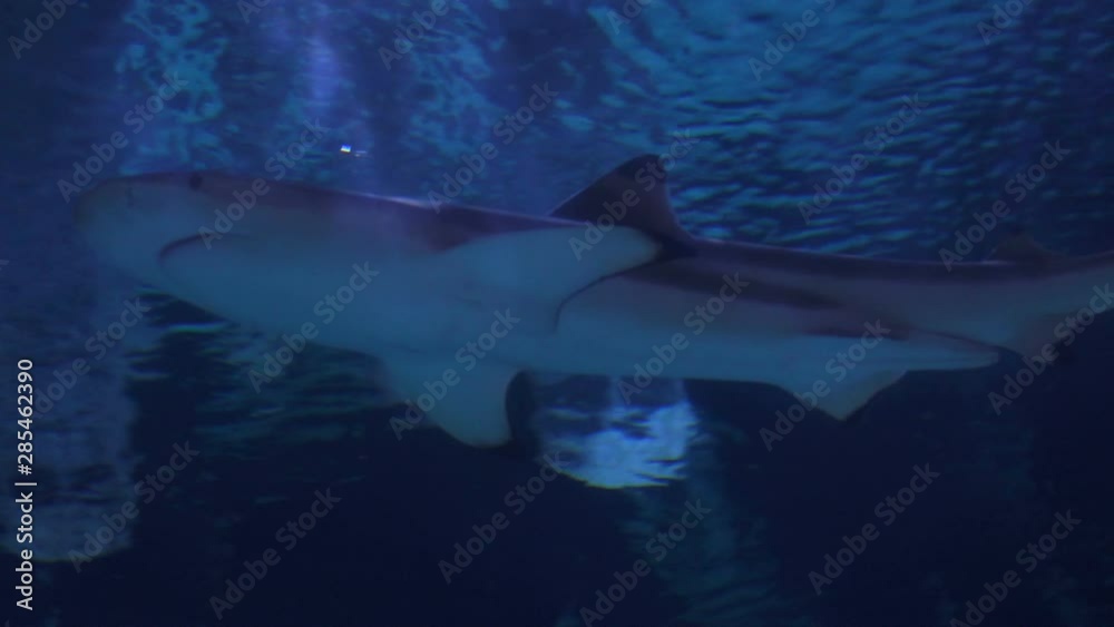 Shark swimming in large seawater aquarium. Shark in the pool underwater ...