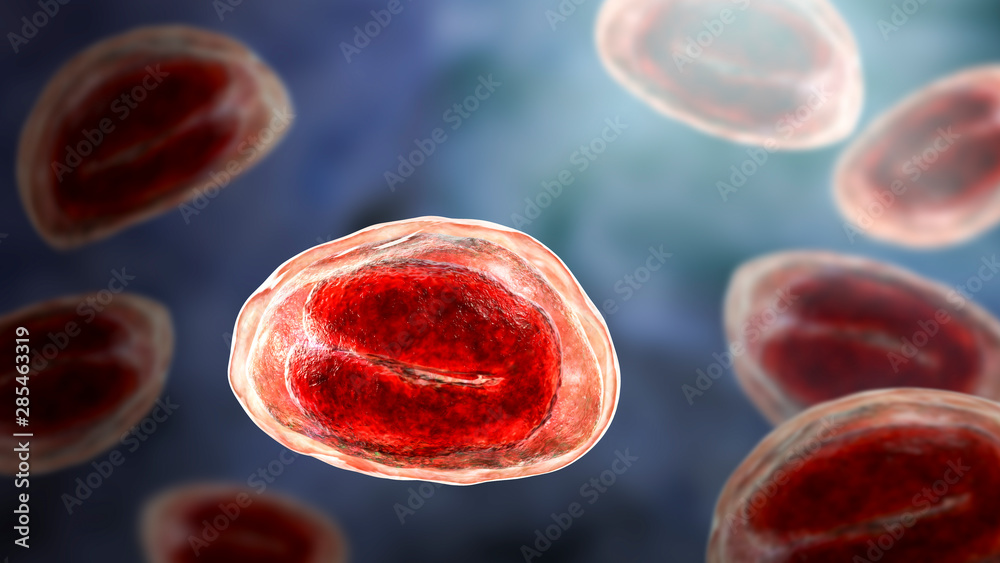 Enterobius Vermicularis