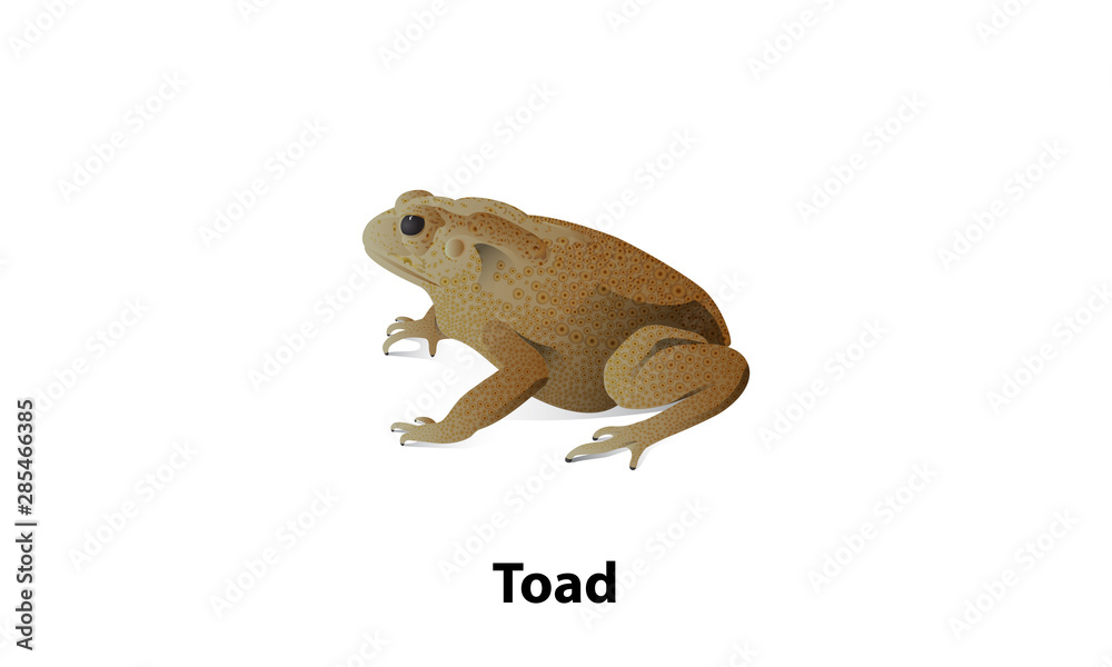 Vector toad with shadow on a white background Is an amphibian Stock ...