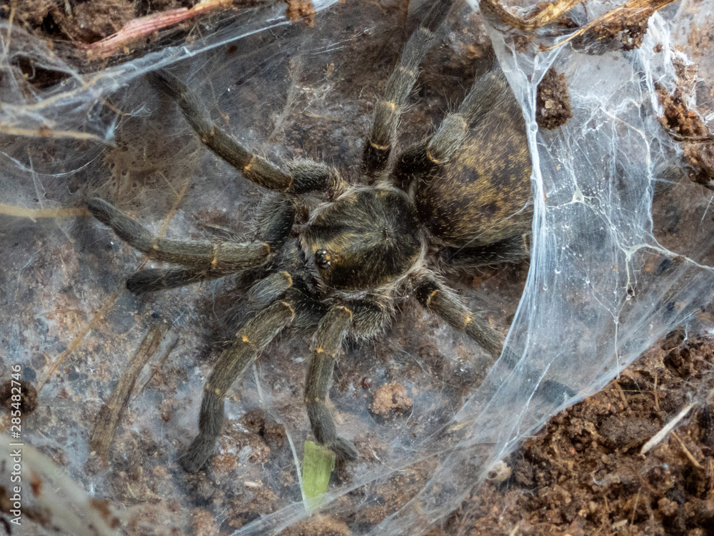 African Baboon Spider