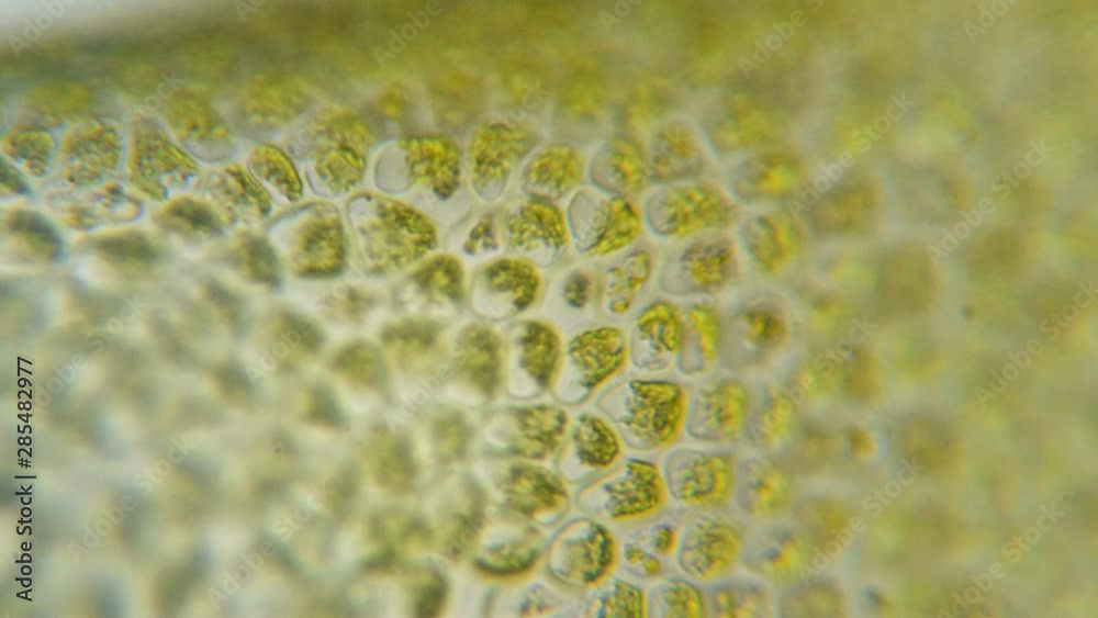 Green Plant Cells Under Microscope. Chloroplasts in Plant Cells ...