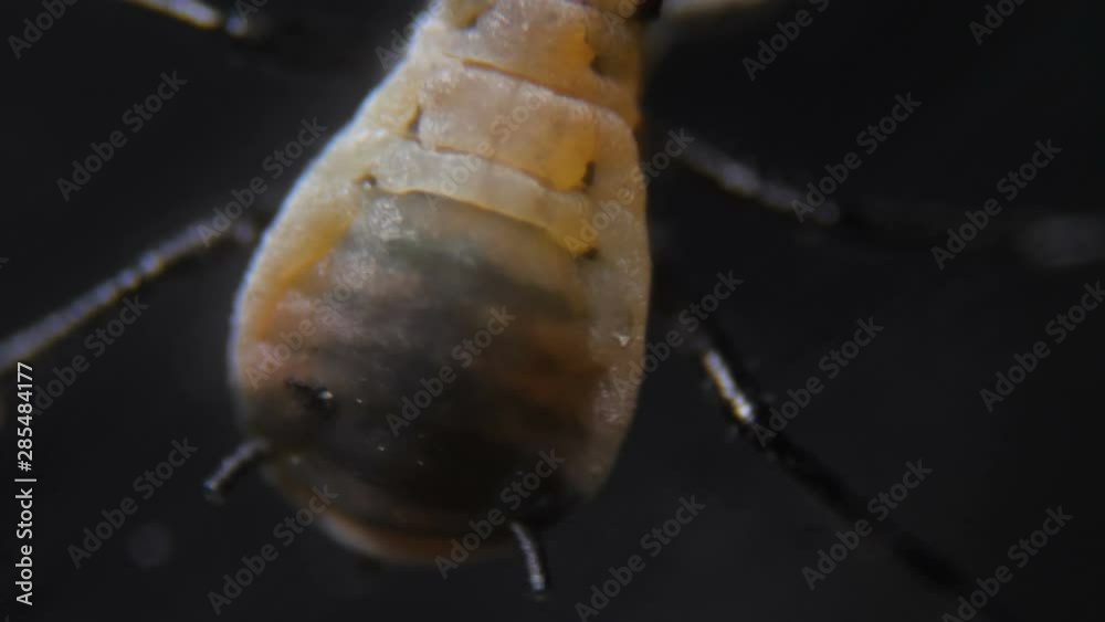 Wideo Stock: Black bean aphid (Aphis fabae) is a member of the order ...