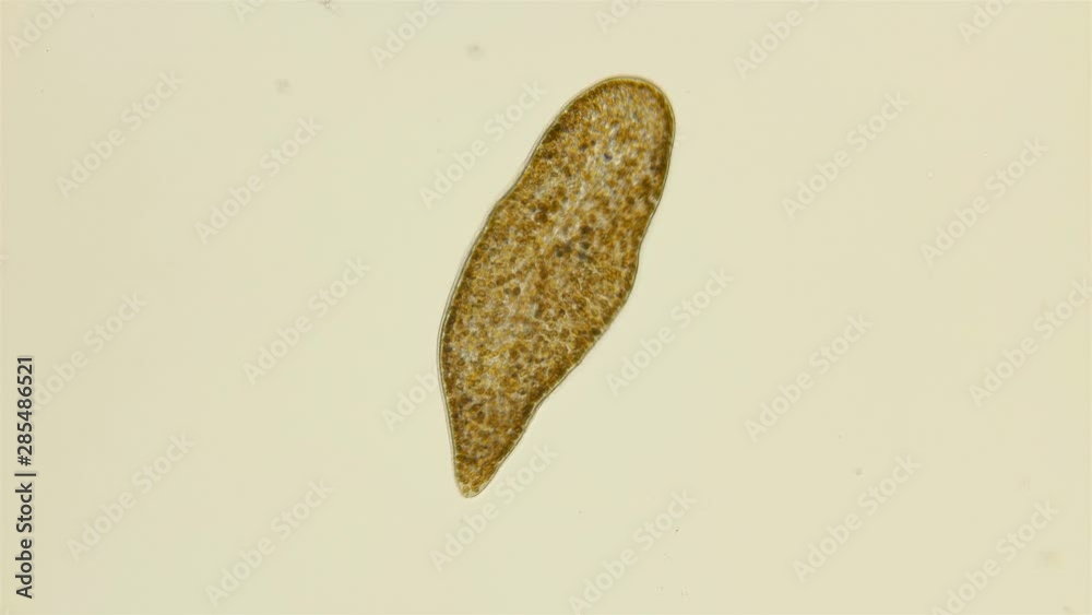 Black Sea plankton and zooplankton under a microscope, marine flatworm ...