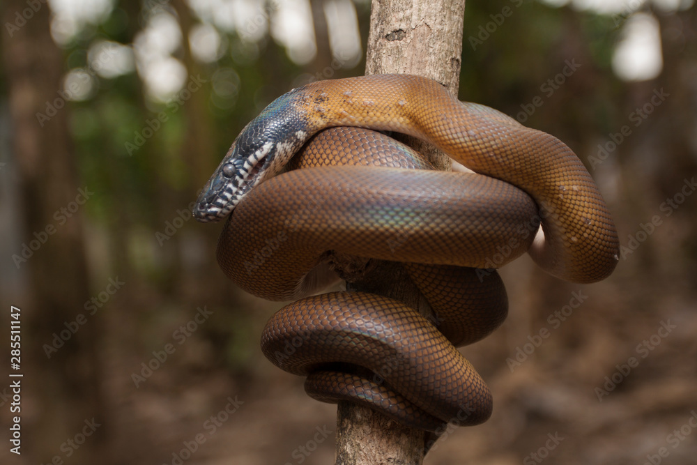 Gold Albertisi/white lipped python (Leiopython albertisi) wrapped ...
