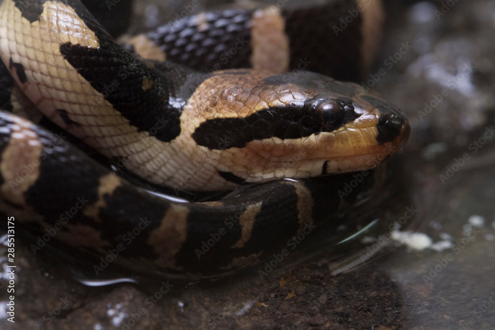 Common Puff-faced Water Snake (Homalopsis buccat), banded water snake ...