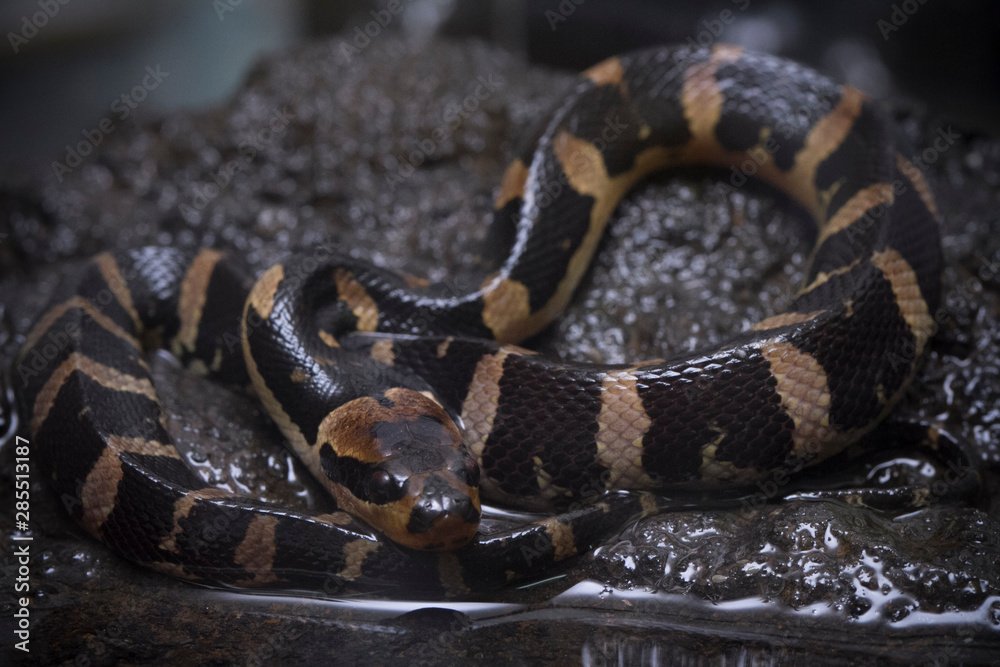 Common Puff-faced Water Snake (Homalopsis buccat), banded water snake ...
